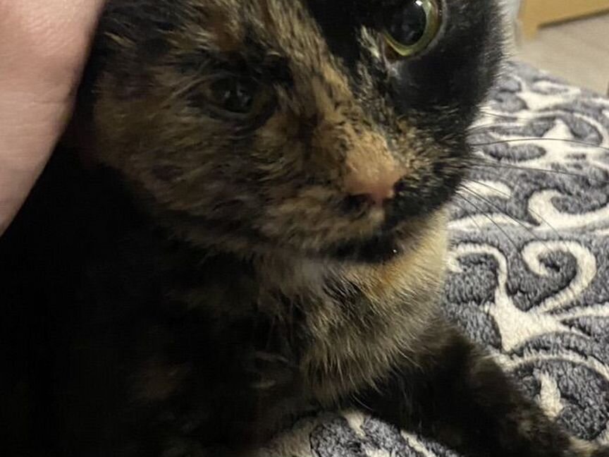 Беременная кошка (нужна помощь ) черепаховая