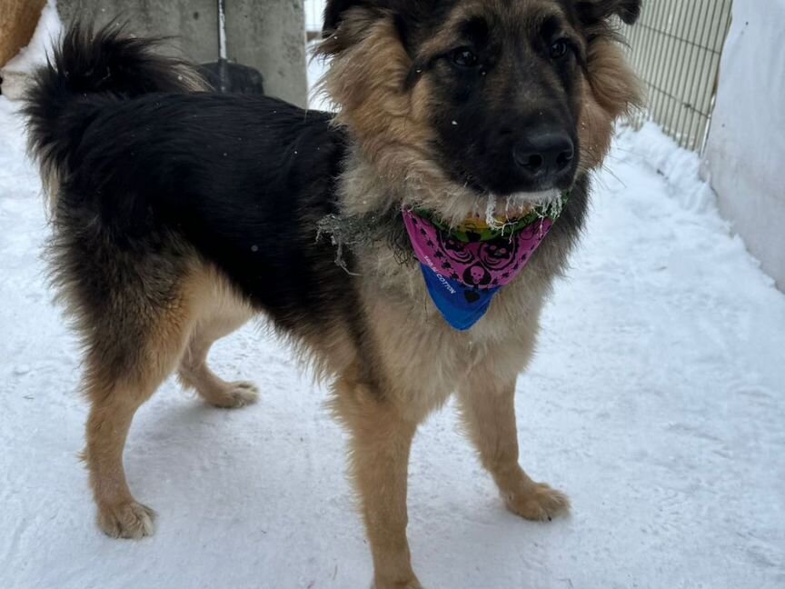 Классный песик Шкипер мечтает о доме