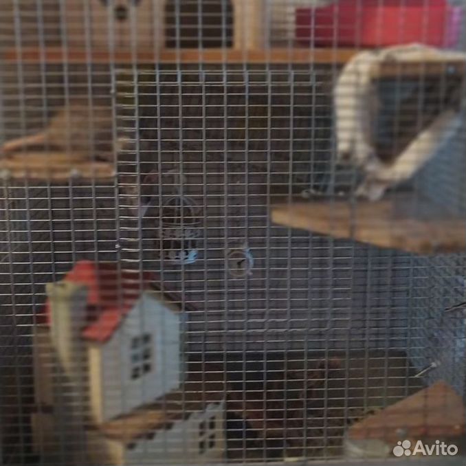 Крыса дамбо с клеткой