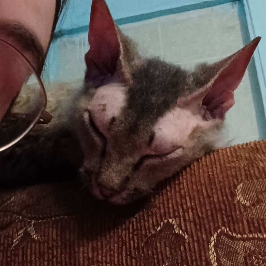 Кошка на половину сфинкс