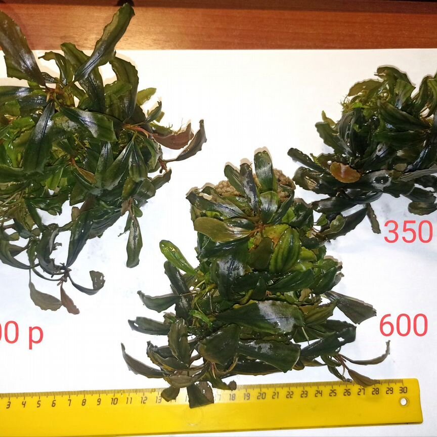 Буцефаландры и Анубиас