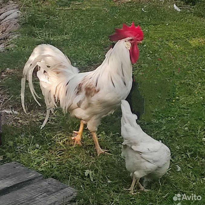 Семья кур леггорн 3+1
