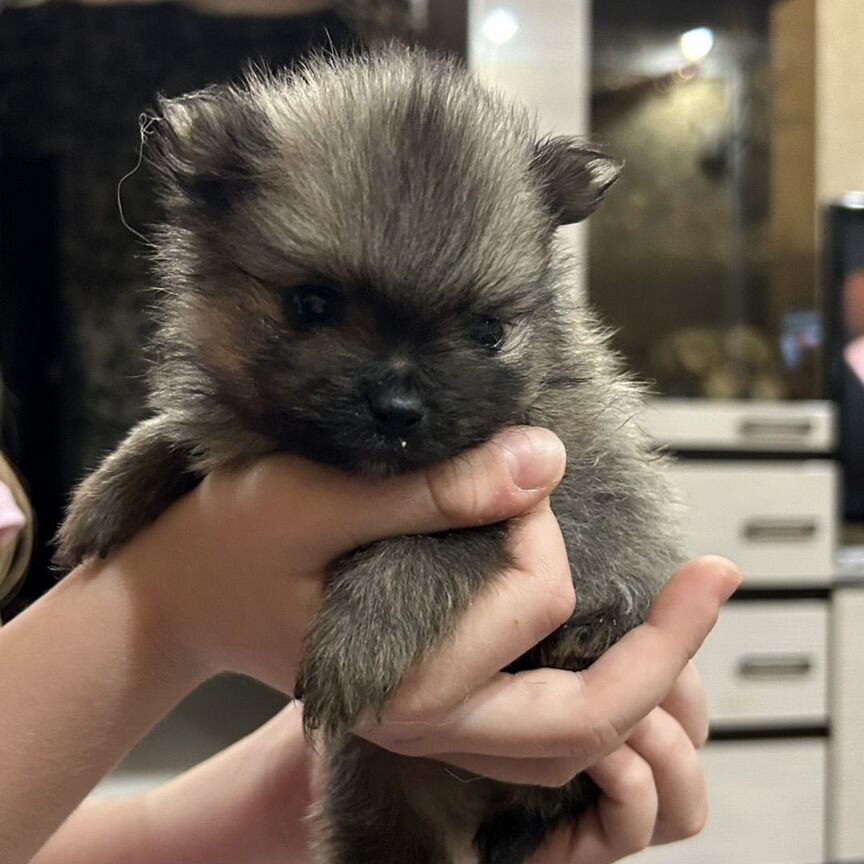 Щенки шпица мини