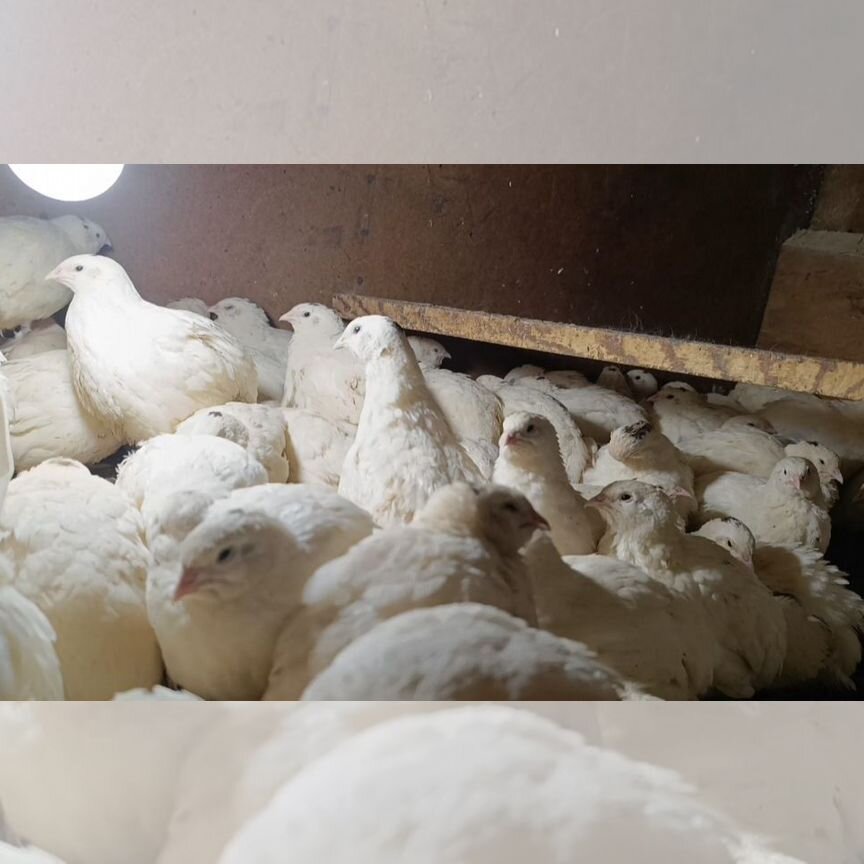 Продам перепёлок и перепелов