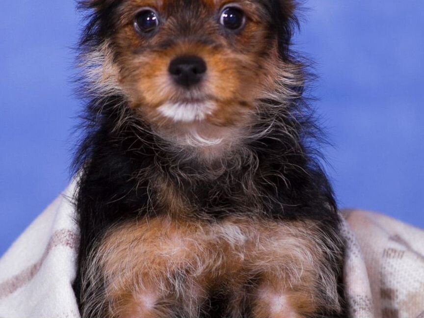 Йоркширский терьер мальчик