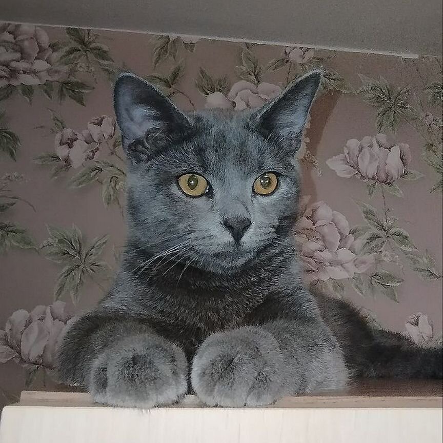 Отдам в добрые руки