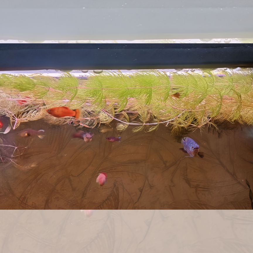 Аквариумное растение роголистник