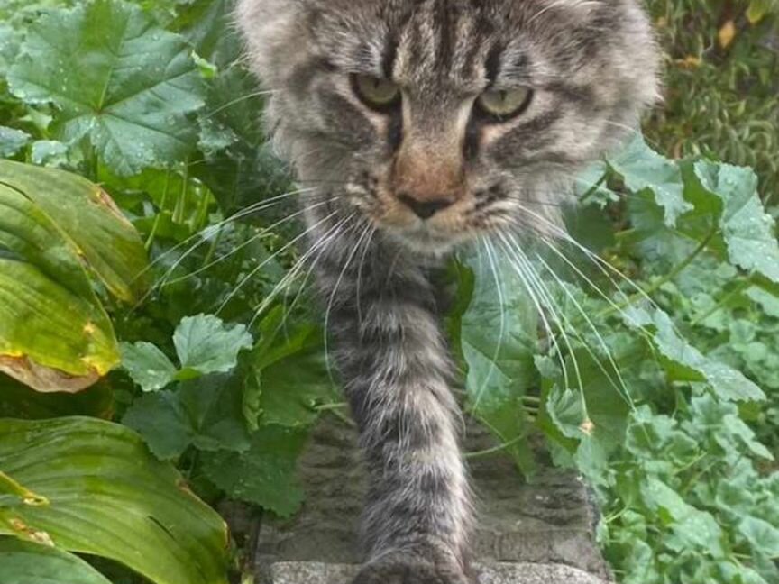 Котята мэйн кун