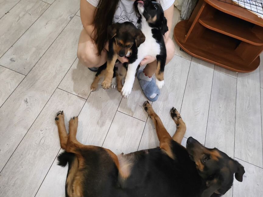 Щенки в добрые руки