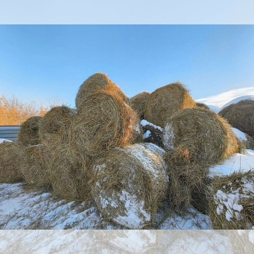 Солома овсяная