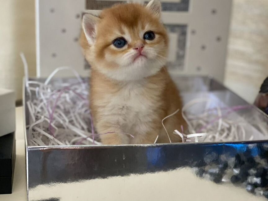 Котята золотая шиншилла