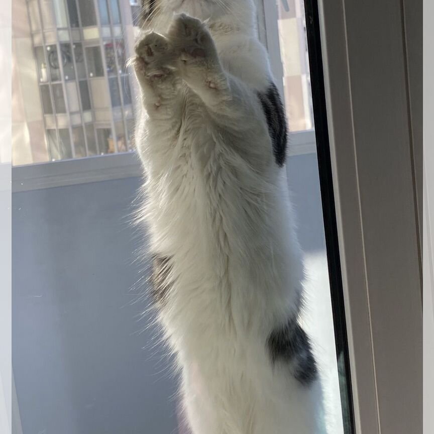 Отдам кота в добрые И надежные руки