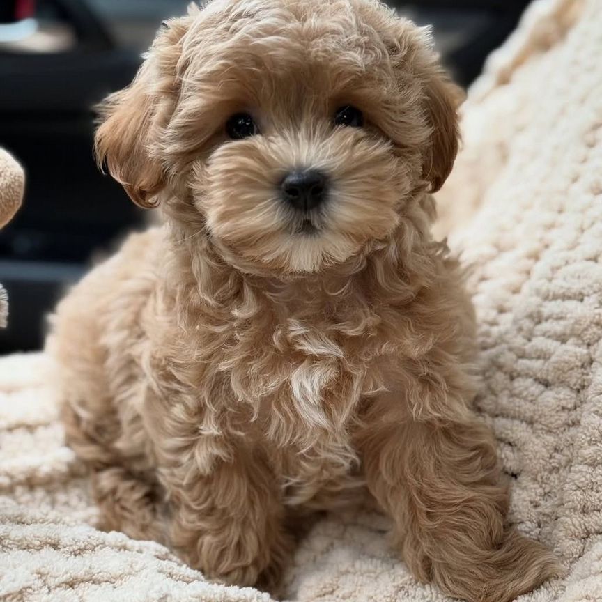 Мальтипу, щенок