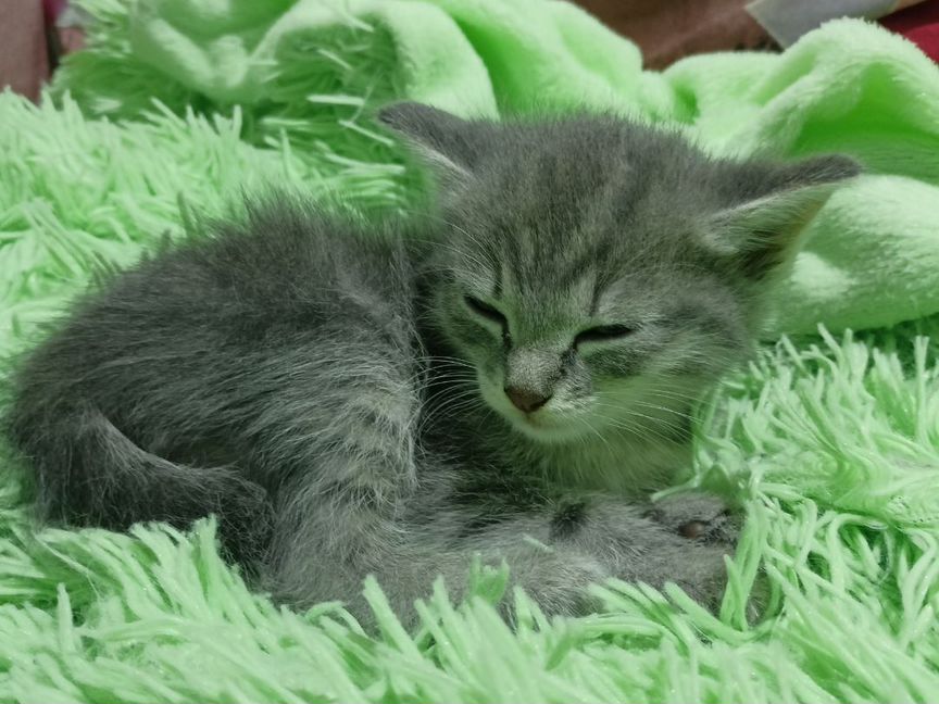 Котята отдам в добрые руки бесплатно