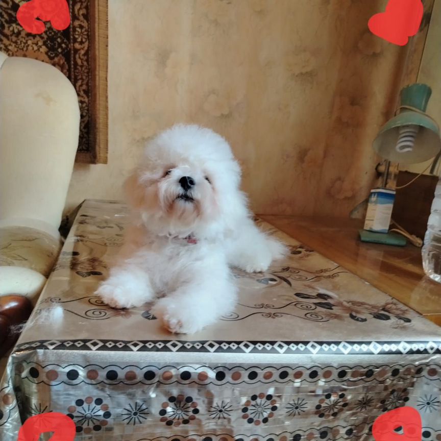 Девочка Бишон фризе