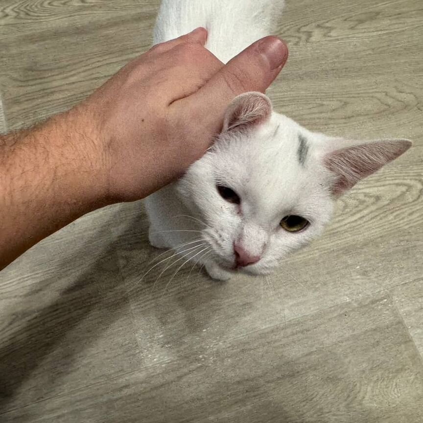 Белоснежная девочка