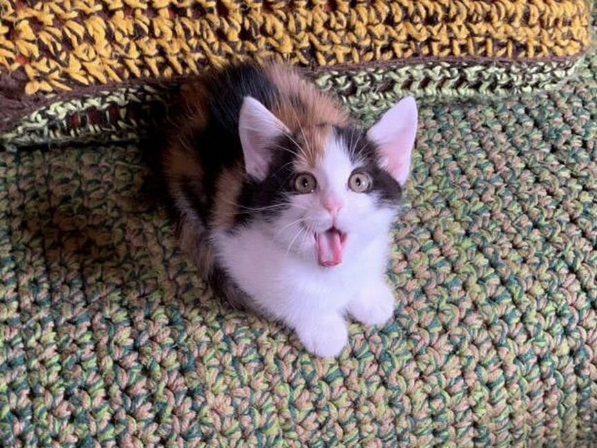 Котёнок в добрые руки