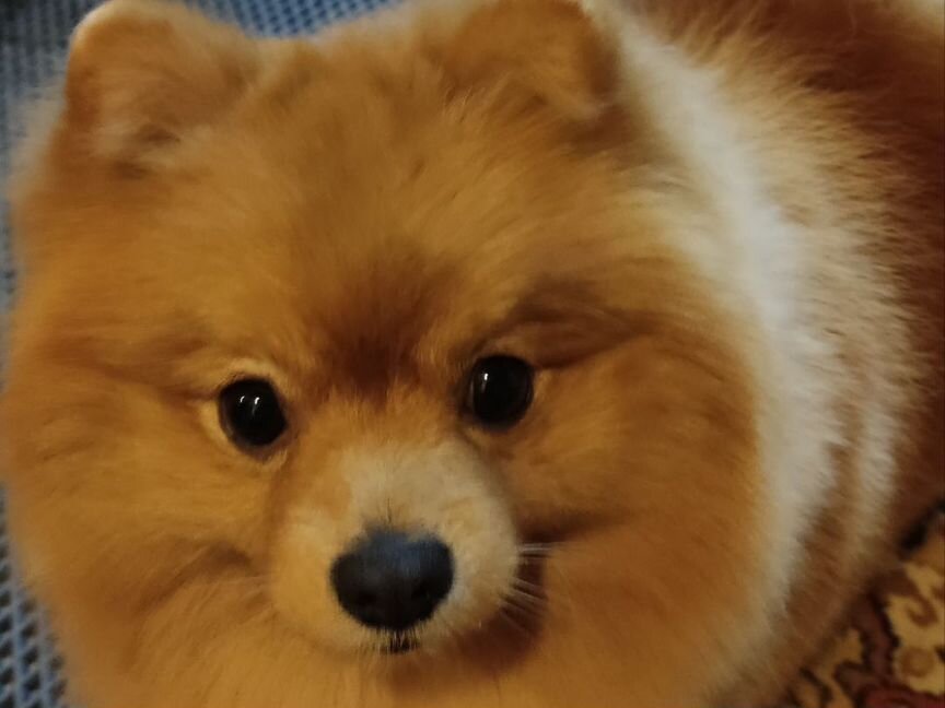 Шпиц на вязку