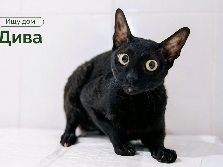 Корниш-рекс в добрые руки бесплатно