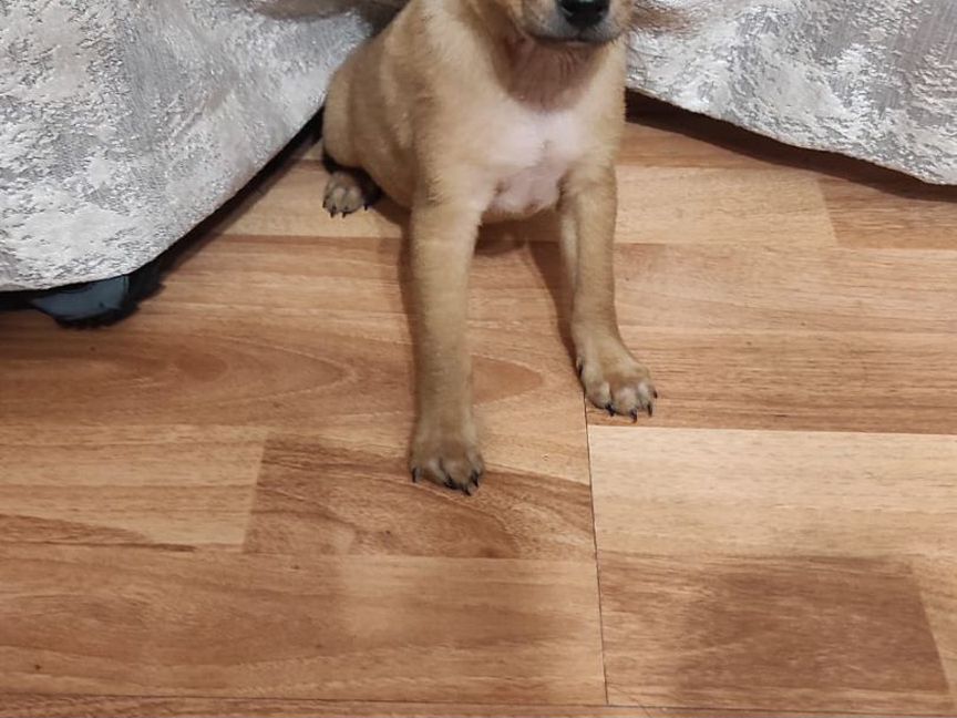 Той-терьер щенки