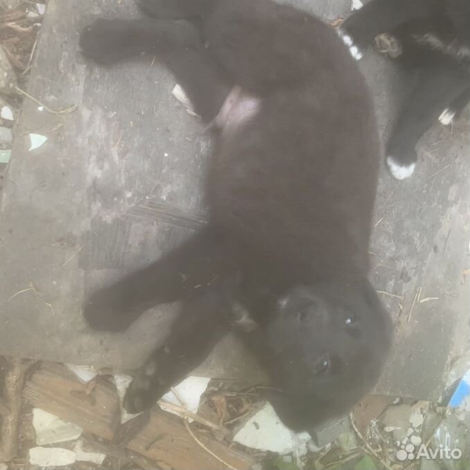 Очаровательные крошки-щенки