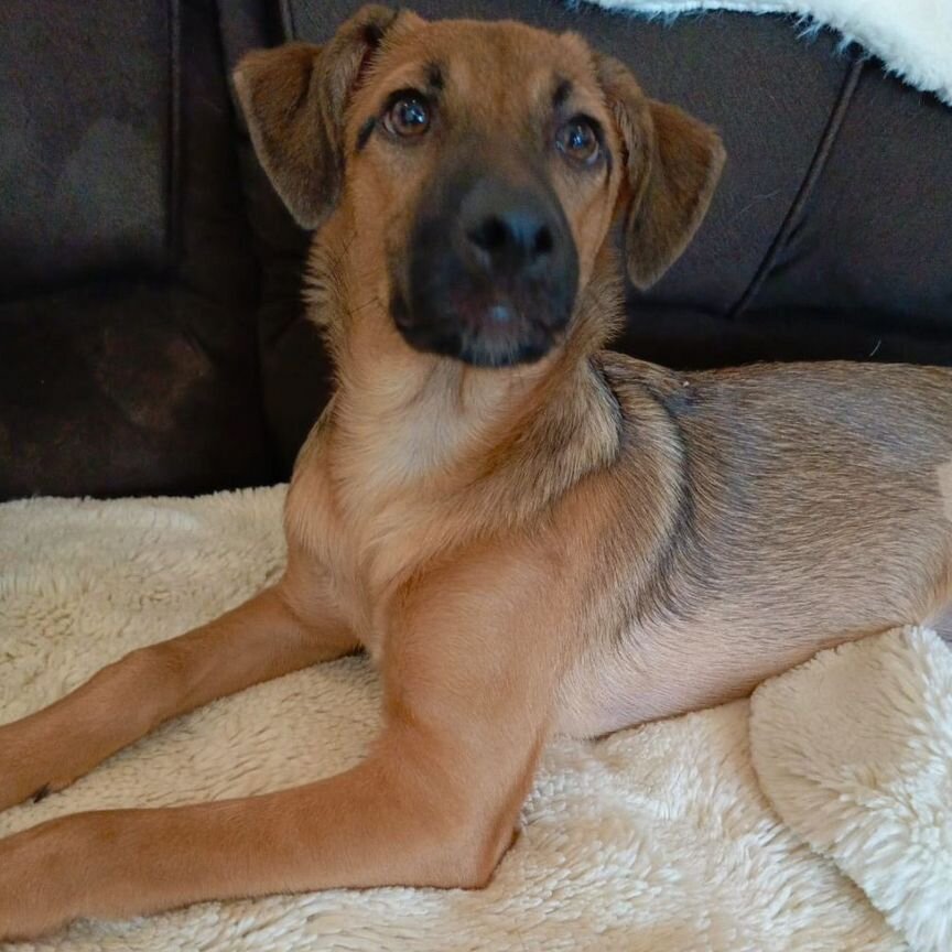 Щенок в добрые руки