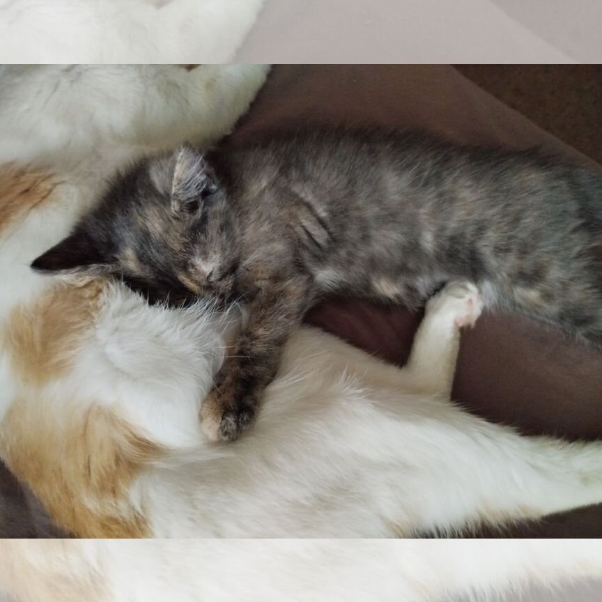 Кошечка