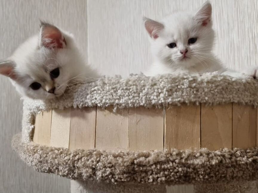 Британские котята серебристая шиншилла