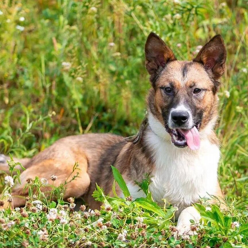 Взрослая собака в добрые руки