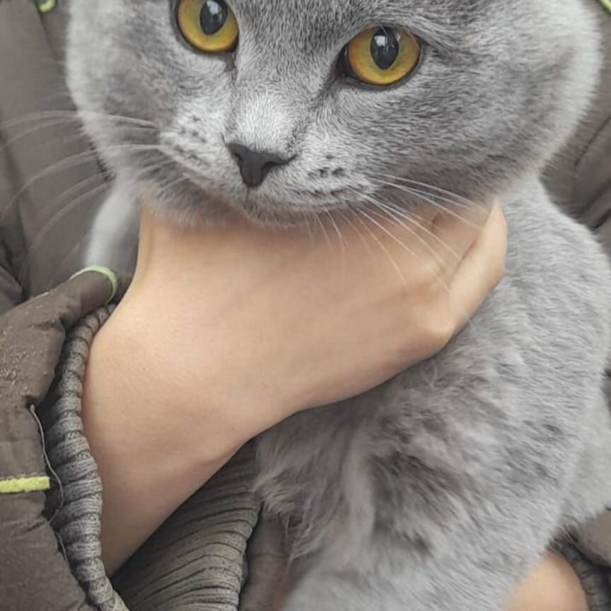 Красавец в добрые руки