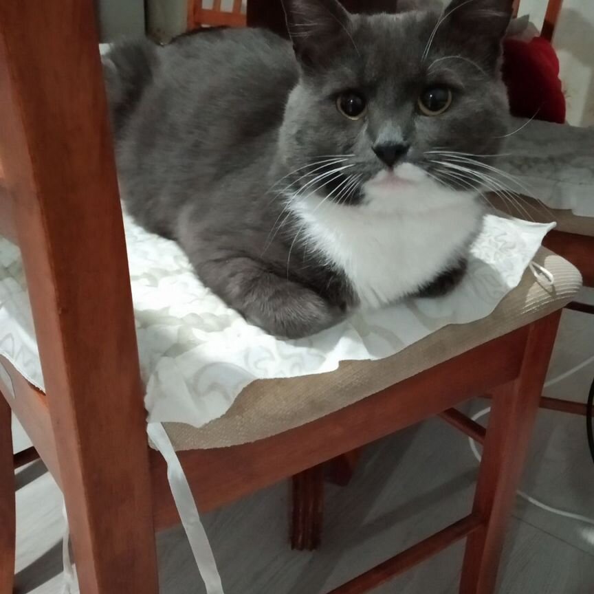 Котик, который ничего не дерёт
