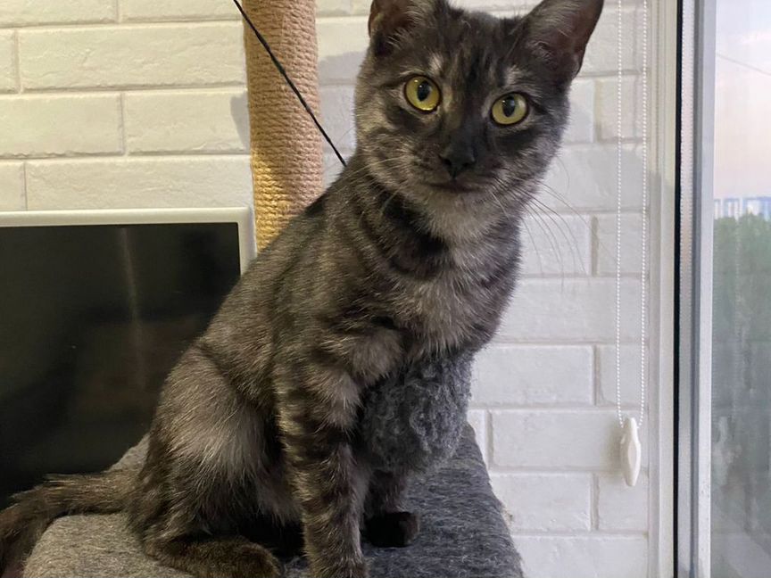 Котенок кошечка красотка стерильная