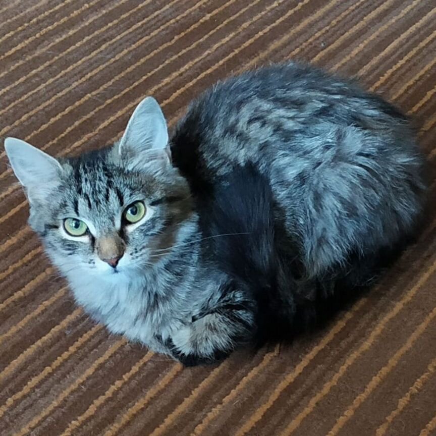 Котенок Масяня девочка