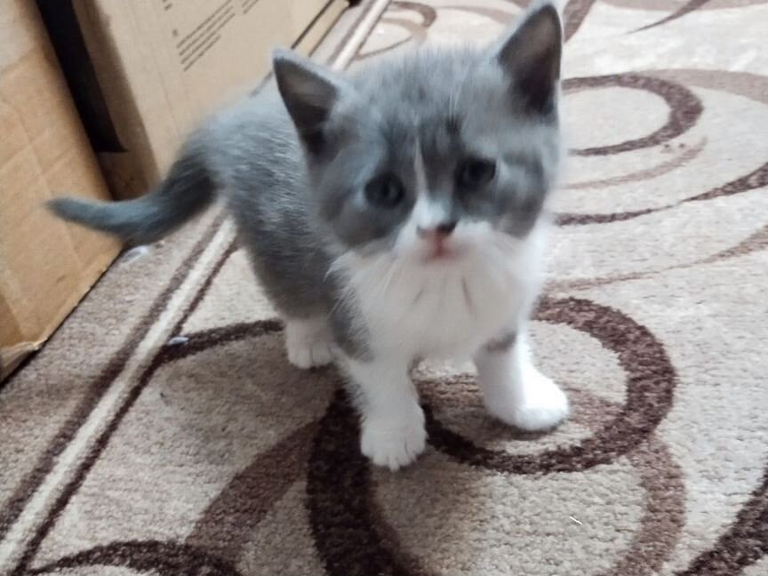 Котенок