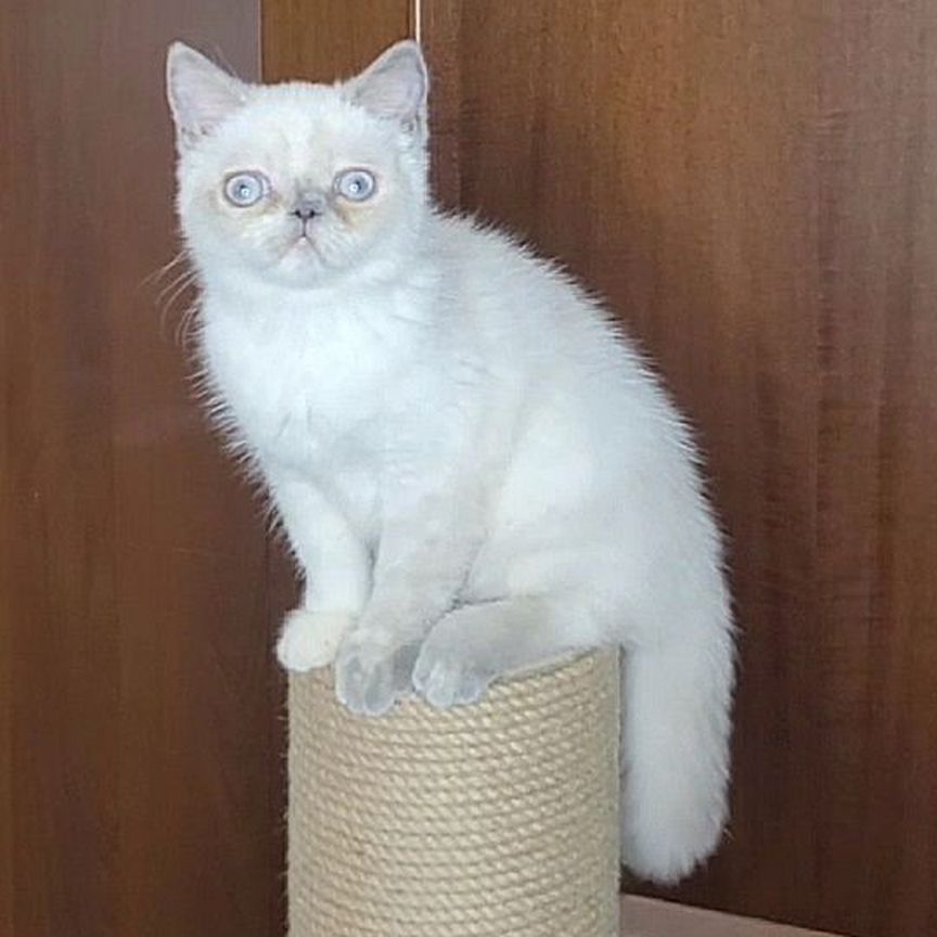 Экзотические короткошерстные котята. Экзоты