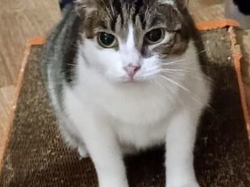 Кисуля хочет стать счастливой