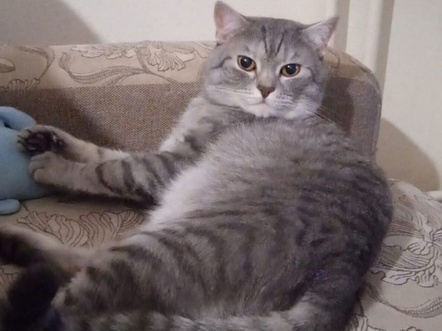 Кот домашний Тимоша