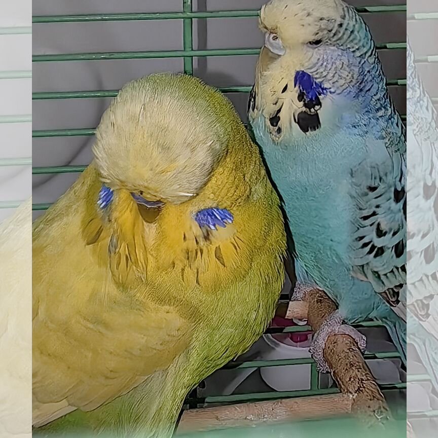 Выставочный волнистый попугай (ввп, чех)