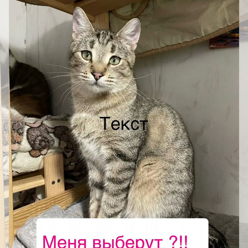 Взрослый кот в добрые руки