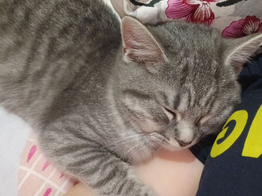 Кошка в дар бесплатно