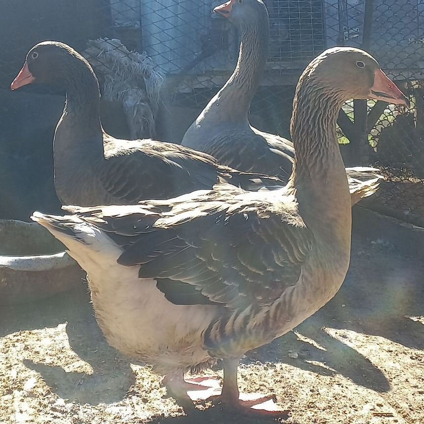 Гуси, семья