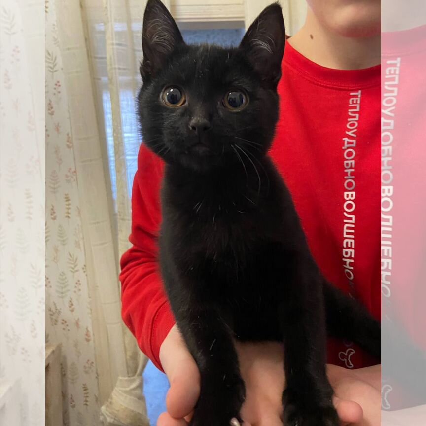 Котёнок в добрые руки