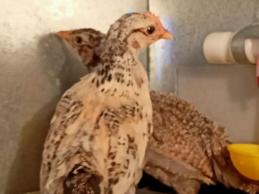 Цыплята Бентамки (корольки)