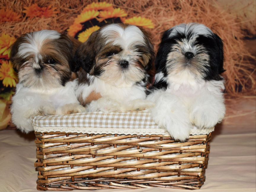 Ши - тцу премиум класса