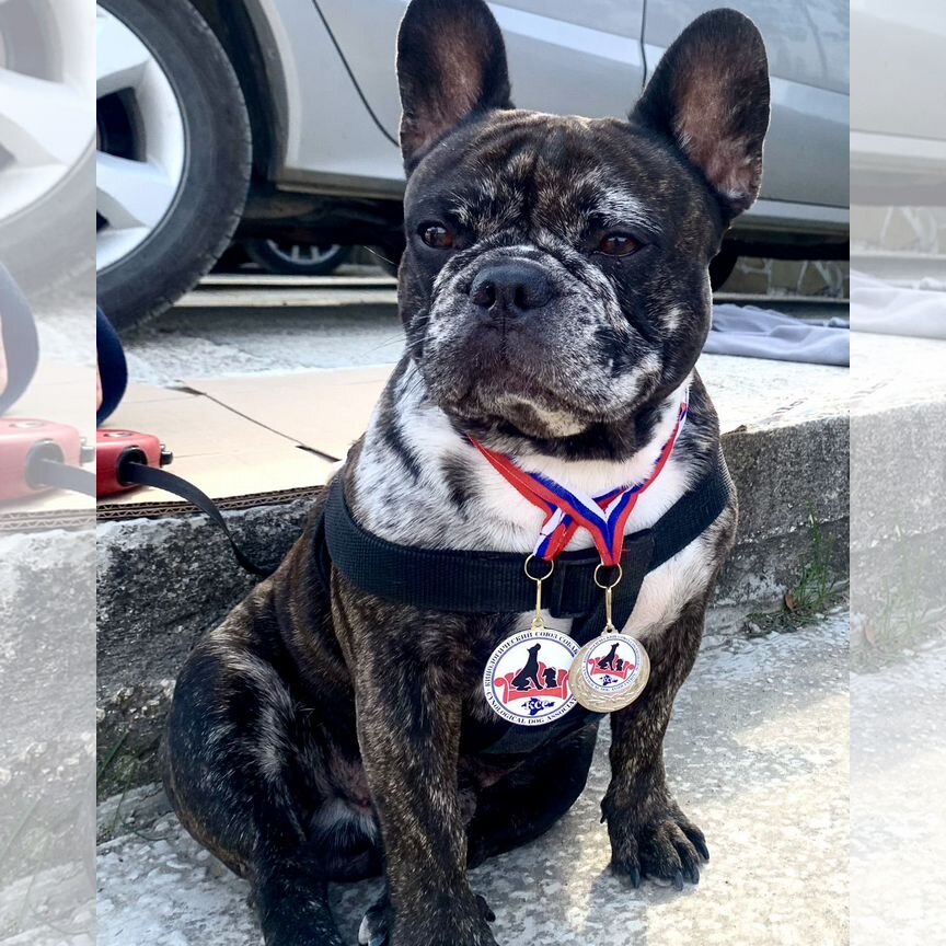 Французский бульдог вязка