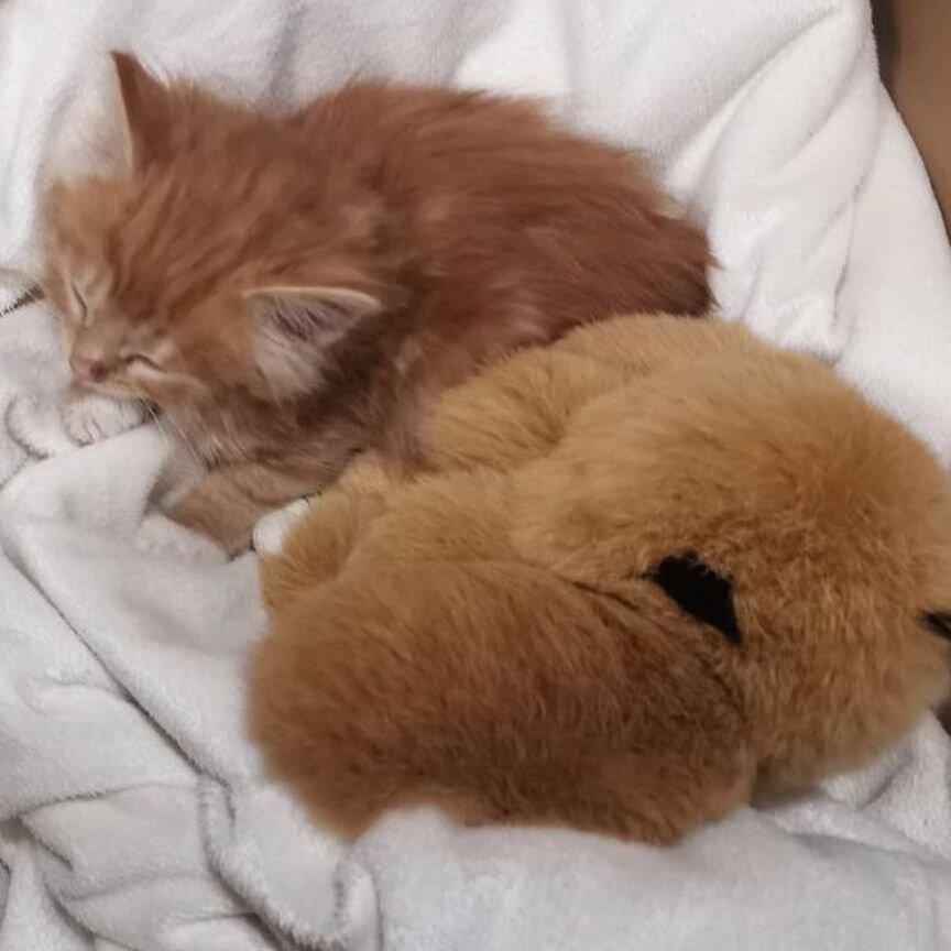 Рыжий котенок