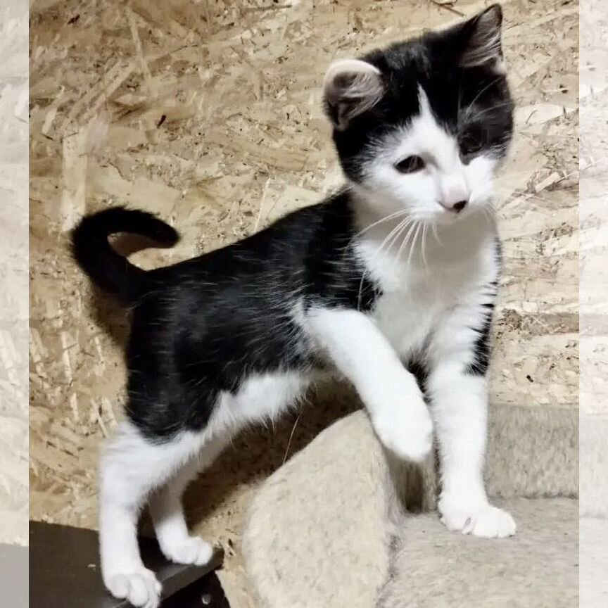 Котёнок в добрые руки