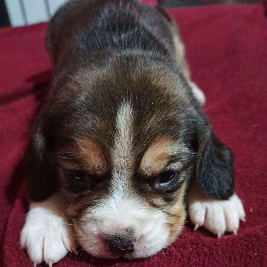 Бигль, щенок