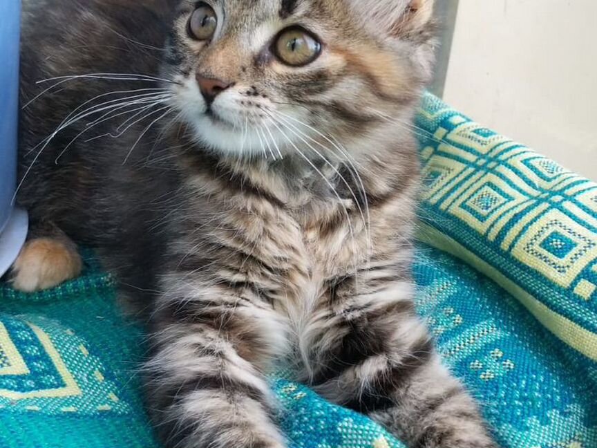 Котенок