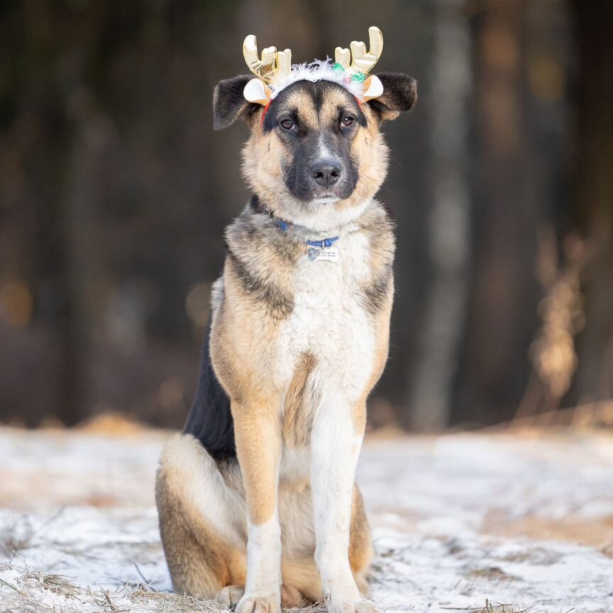 Взрослая собака в добрые руки